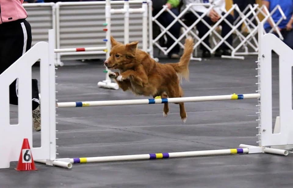 Obedience, Rally, Agility, and Flyball Classes for All Breeds – Water's ...